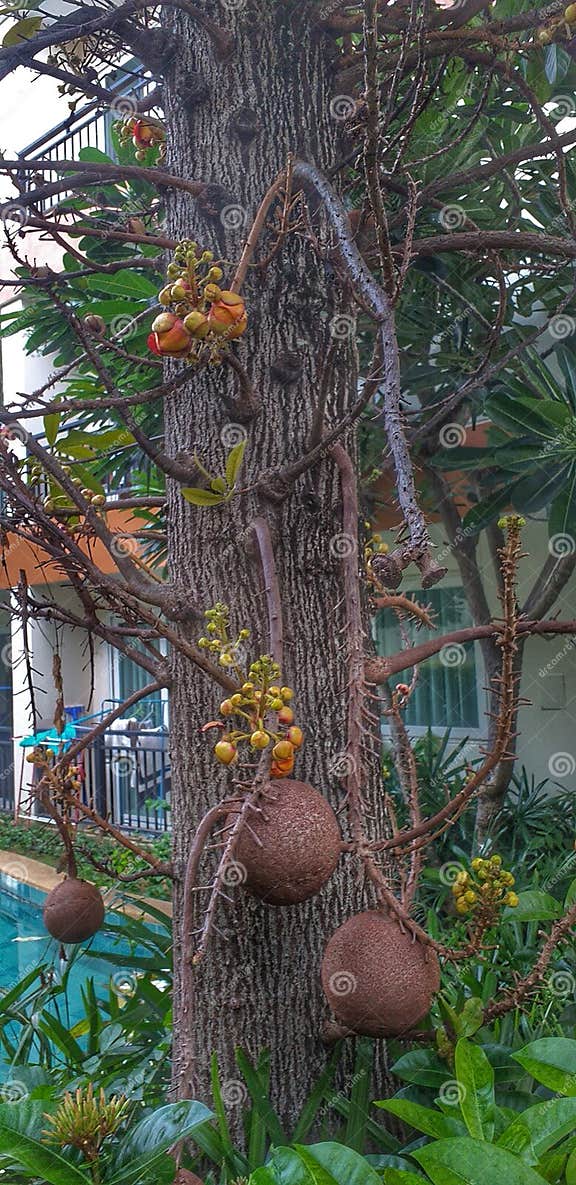 Crazy tree stock image. Image of wildlife, branch, yard - 194464155