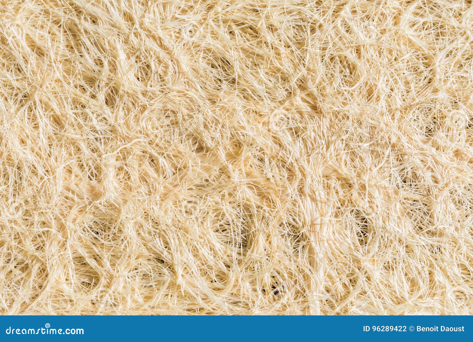 Wheatgrass Roots Texture Pattern and Details. Stock Photo - Image of ...