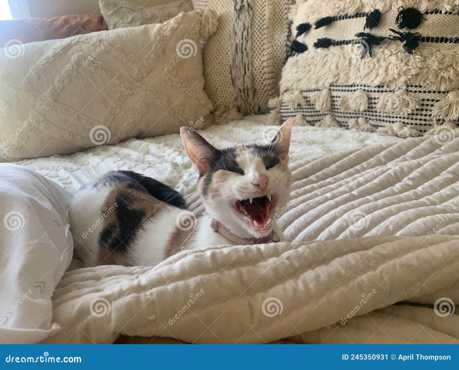Crazy wild cat teeth stock image. Image of angry, teeth - 245350931