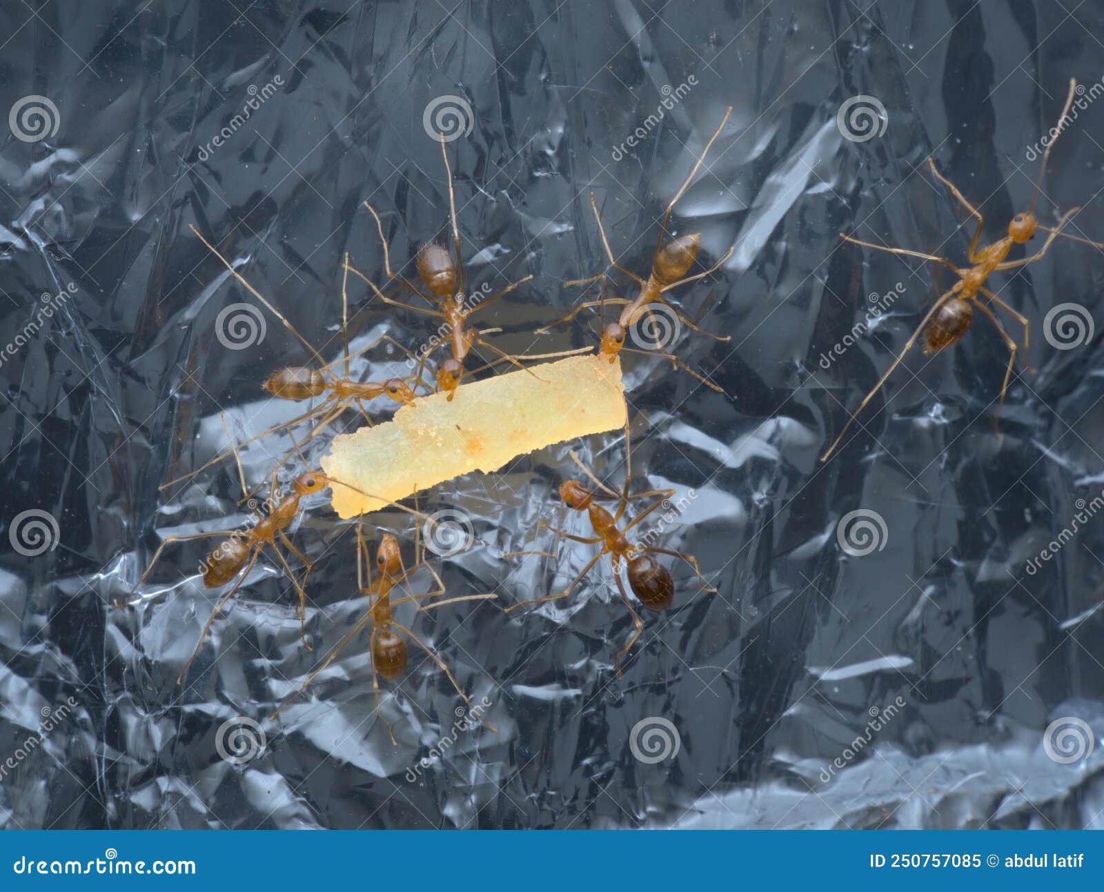 Crazy Yellow Ants Eat Leftovers from the Trash Stock Image - Image of ...