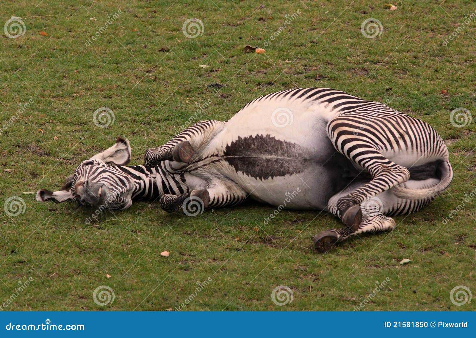 Crazy zebra stock photo. Image of crazy, massai, mara - 21581850