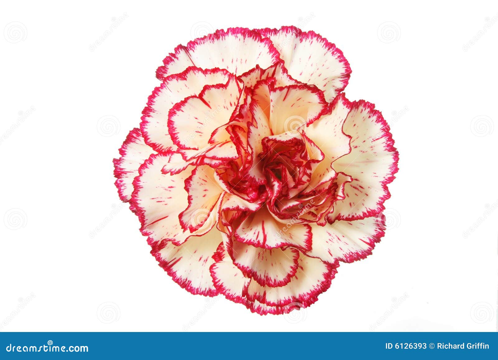 Cream carnation stock image. Image of frill, crimson, edge - 6126393