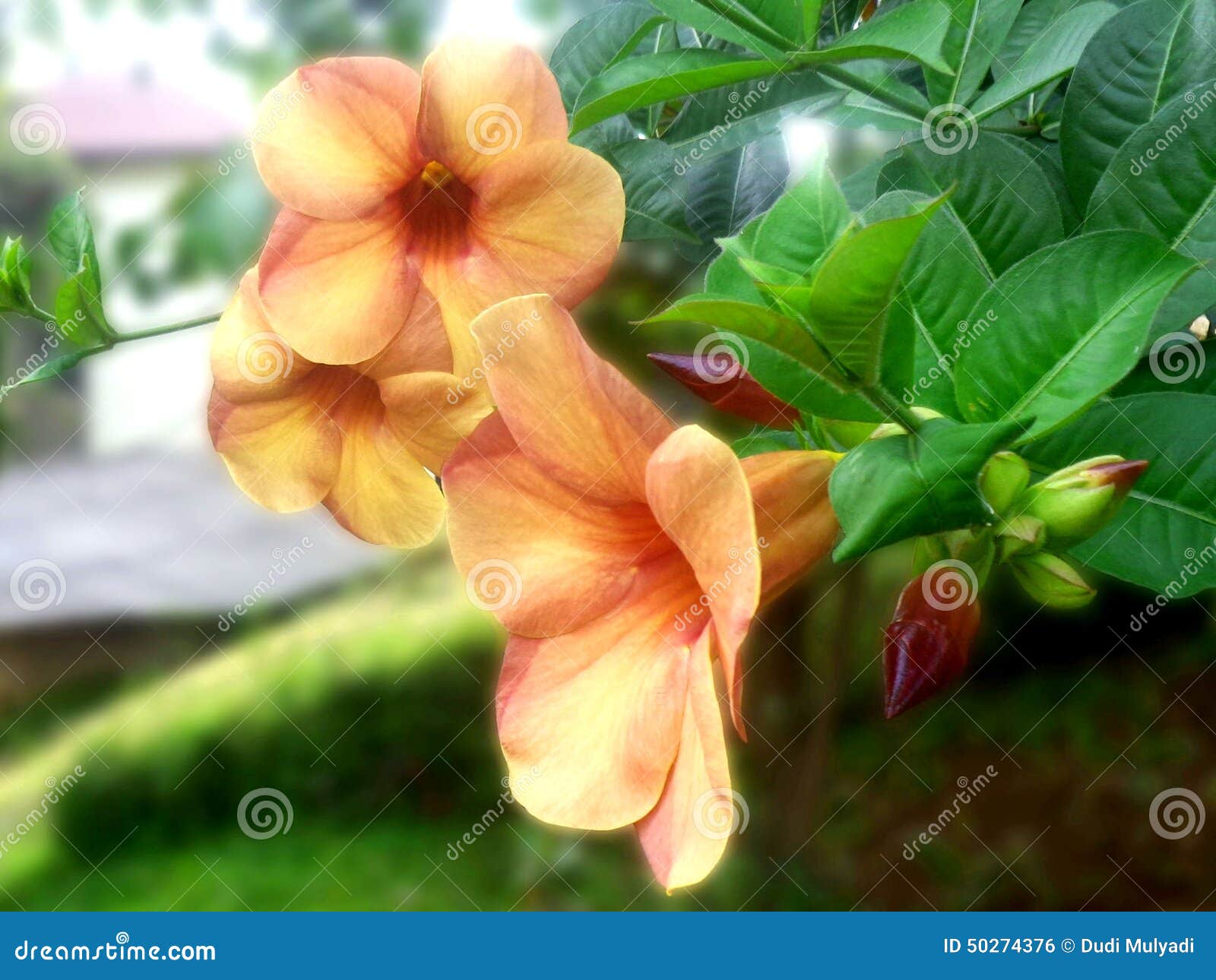 Cream or Chocolate Allamanda Stock Photo - Image of cream, garden: 50274376