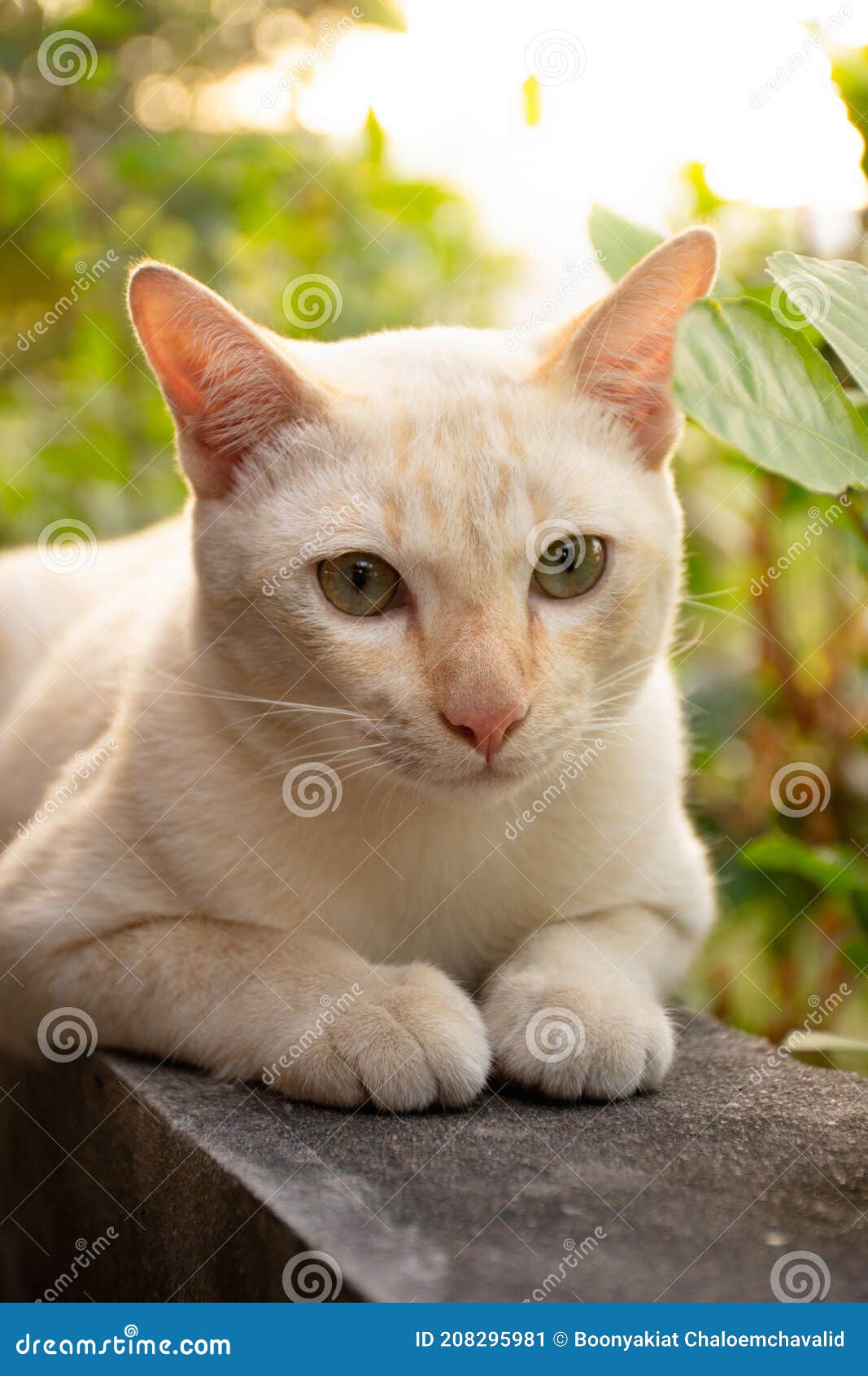 Cream Color Cat are Looking for Prey on Sunset Light Background. Stock ...