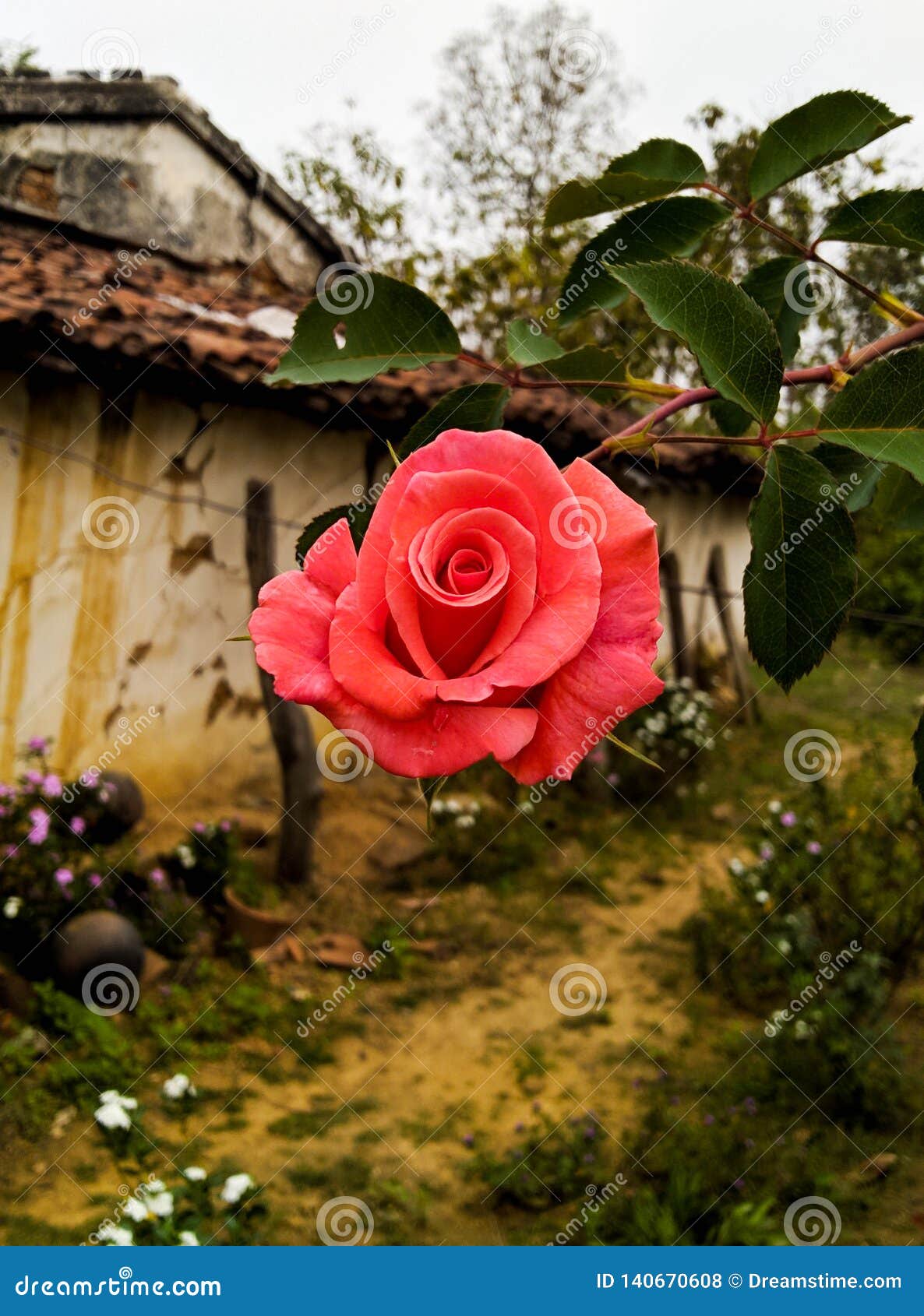 Cream color rose potrait stock photo. Image of potrait - 140670608