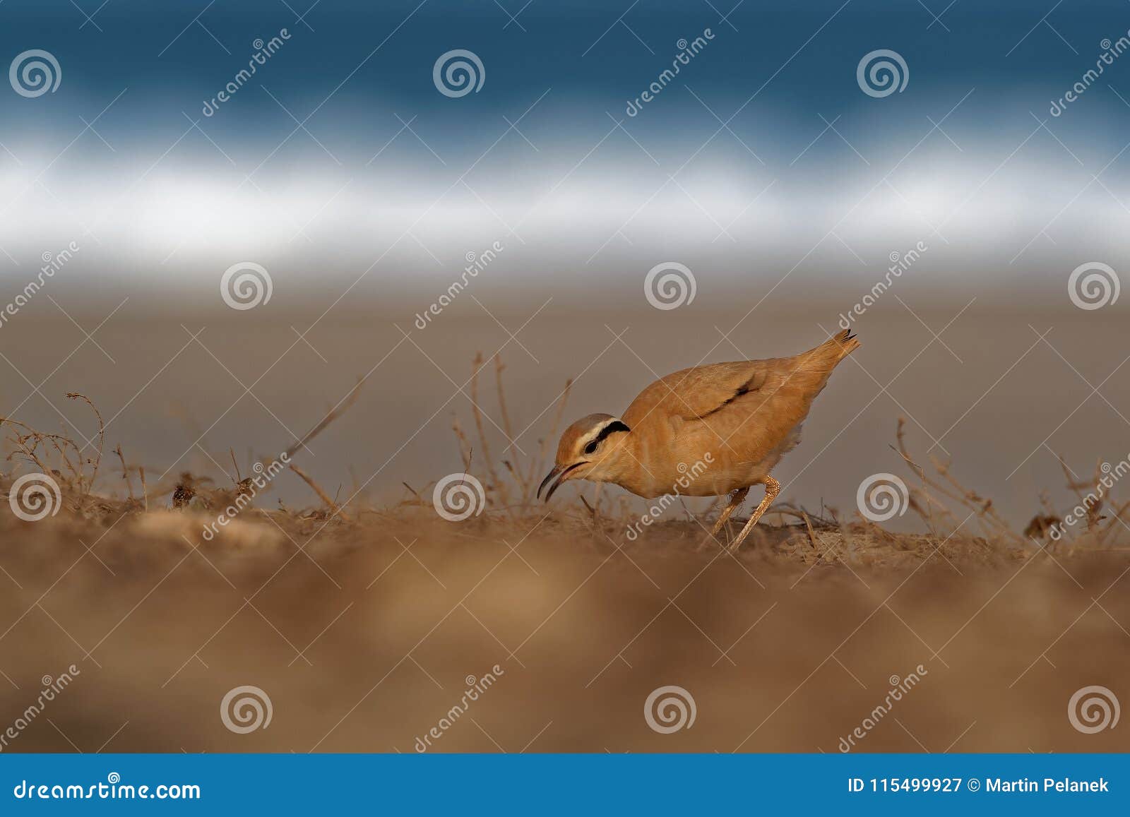 Cream-colored Courser (Cursorius Cursor) Stock Image - Image of natural ...
