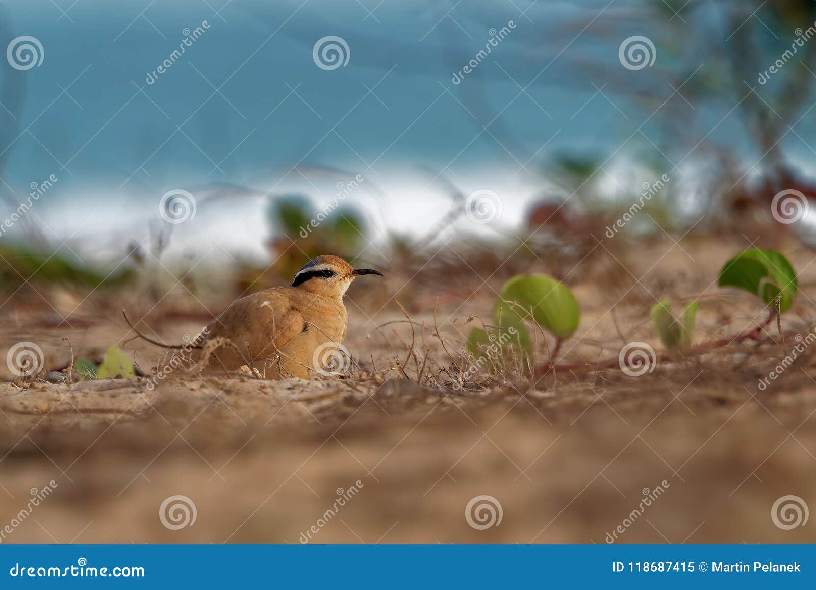 Cream-colored Courser Cursorius Cursor Stock Image - Image of ...