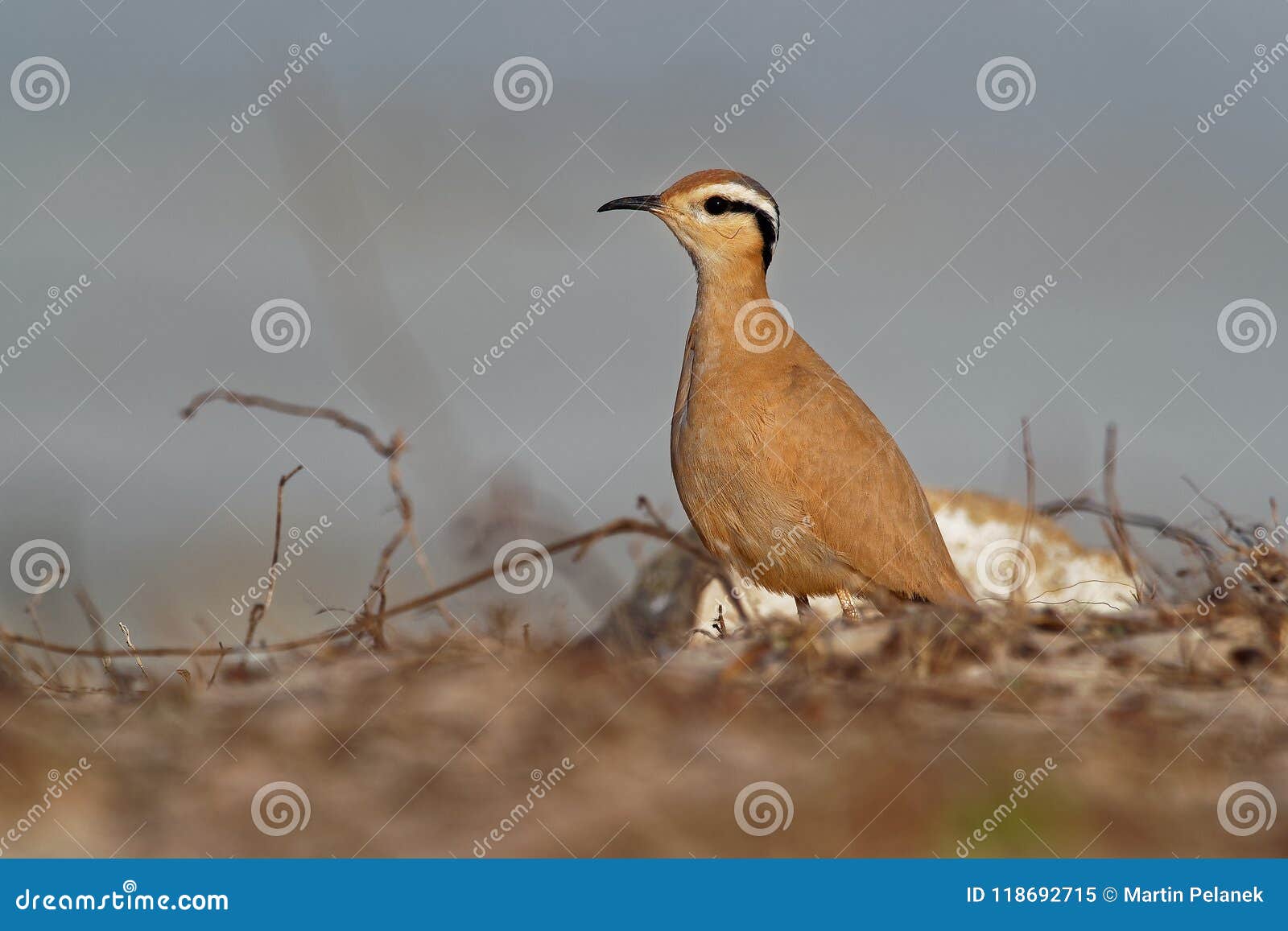 Cream-colored Courser Cursorius Cursor Stock Image - Image of colorful ...