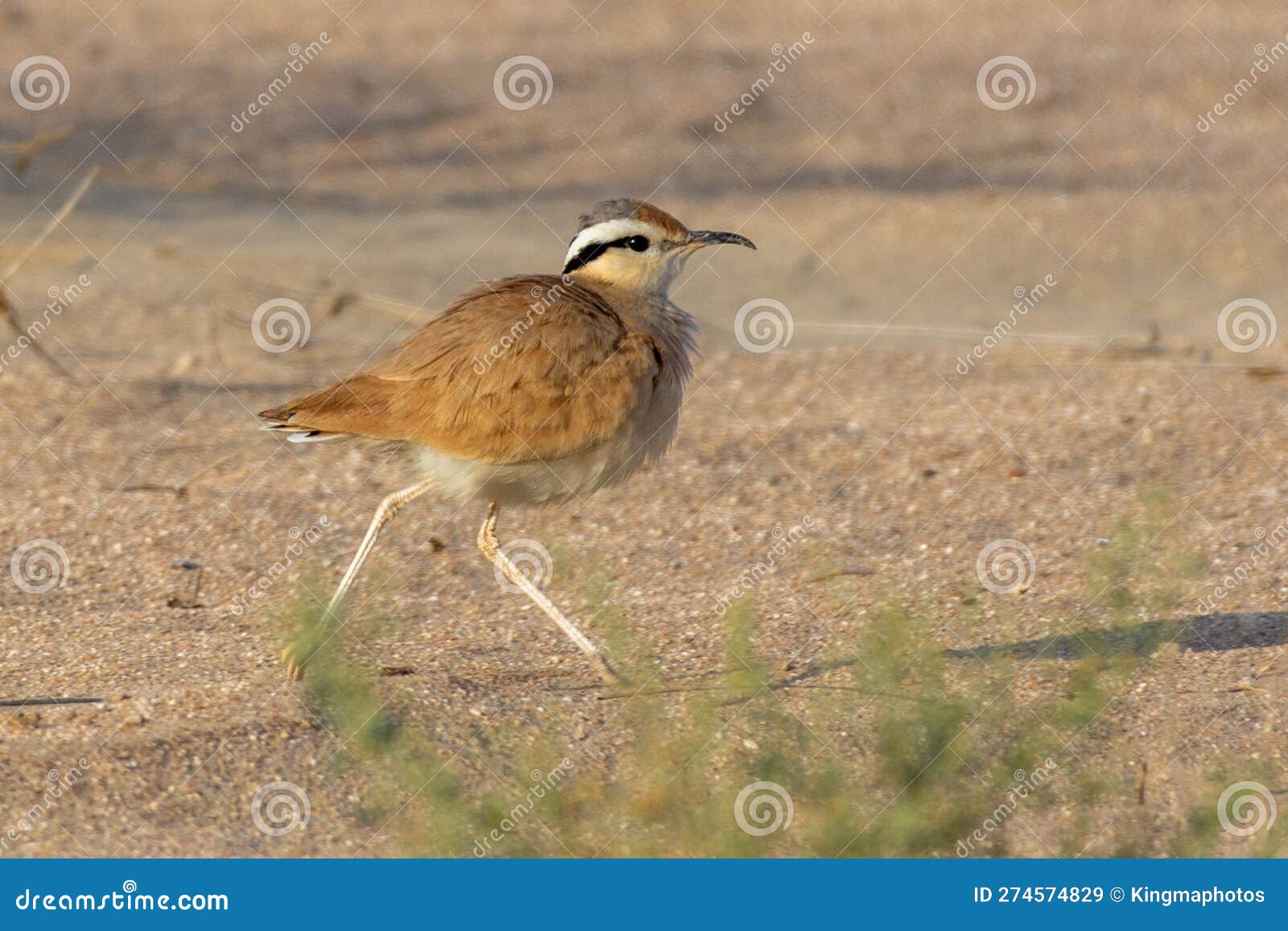 Cream-colored Courser (Cursorius Cursor) in the Desert Close Up Stock ...