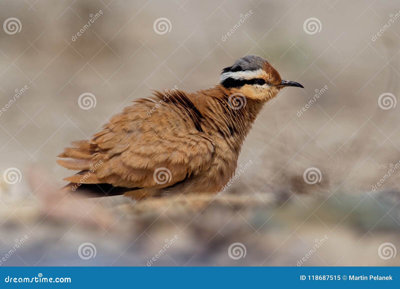 Cream-colored Courser Cursorius Cursor in the Sand Desert Stock Image ...