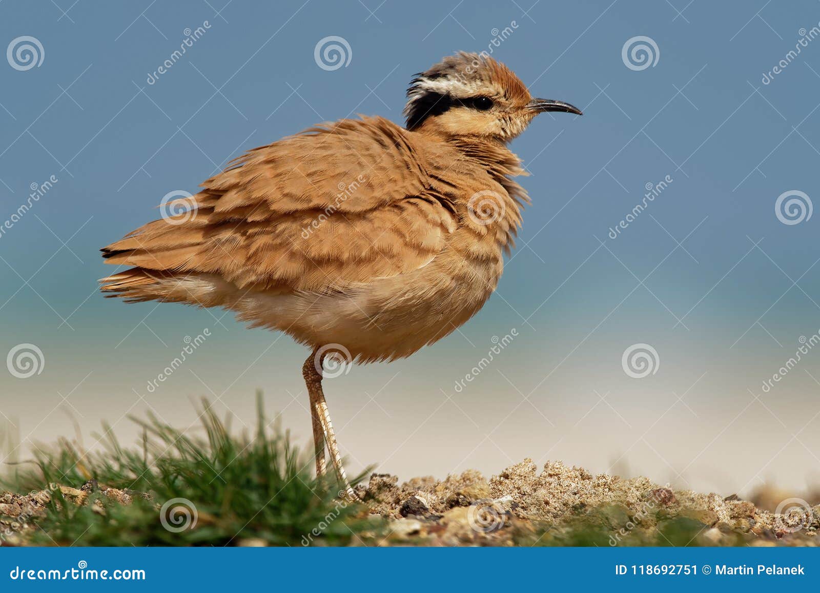 Cream-colored Courser Cursorius Cursor in the Sand Desert Stock Image ...