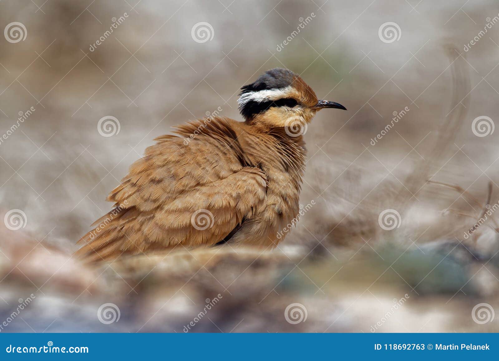 Cream-colored Courser Cursorius Cursor in the Sand Desert Stock Image ...