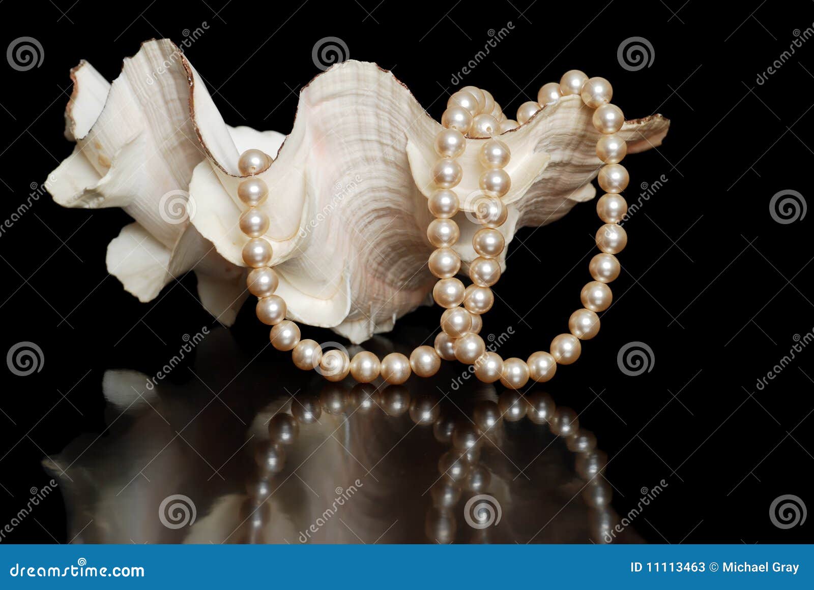 Cream Colored Pearls in a Sea Shell Stock Image - Image of elegant ...