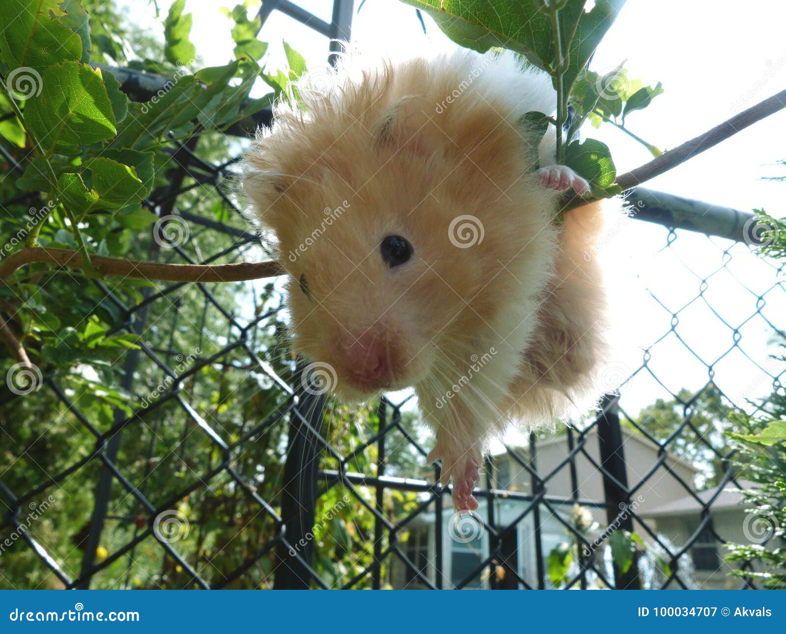 Cream-colored Pet Hamster Climbing a Bush Branch Stock Image - Image of ...