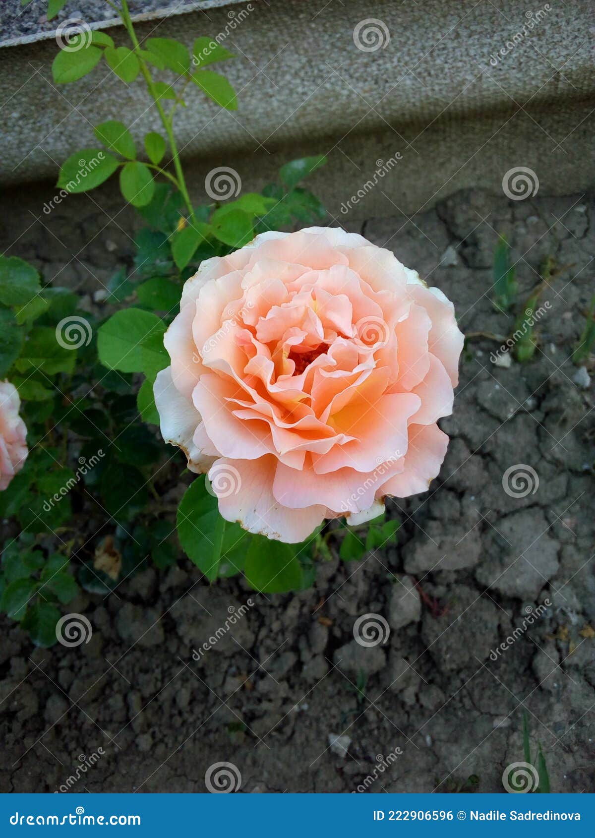A cream-colored rose stock photo. Image of plant, peony - 222906596