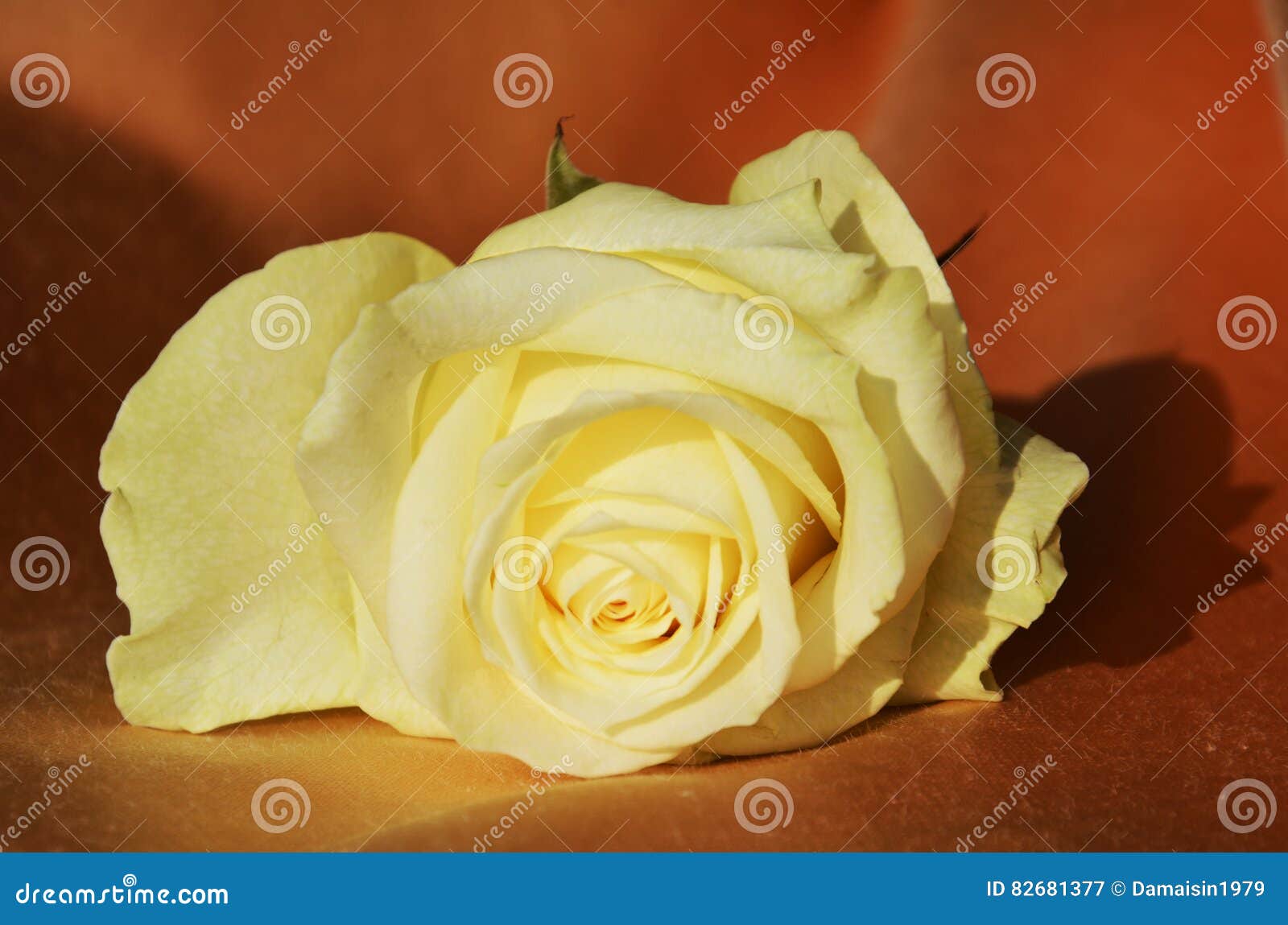 Cream-colored rose stock image. Image of beauty, interesting - 82681377