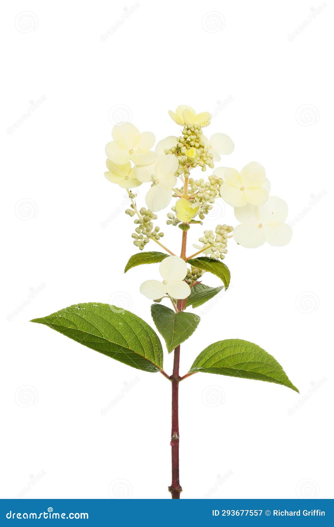 Cream coloured hydrangea stock image. Image of botanical - 293677557