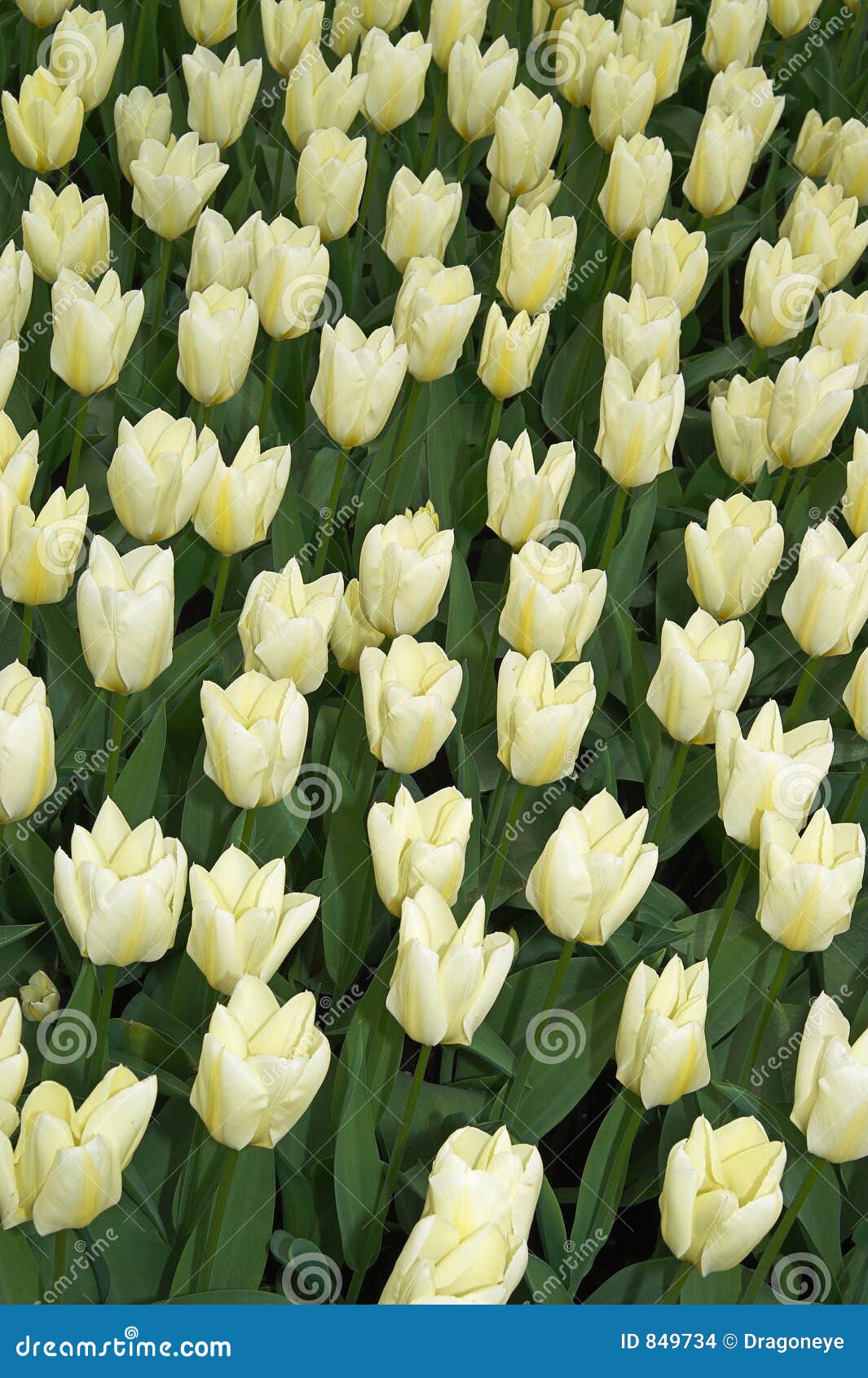 Cream Coloured Tulips in Keukenhoff, Netherlands Stock Photo - Image of ...