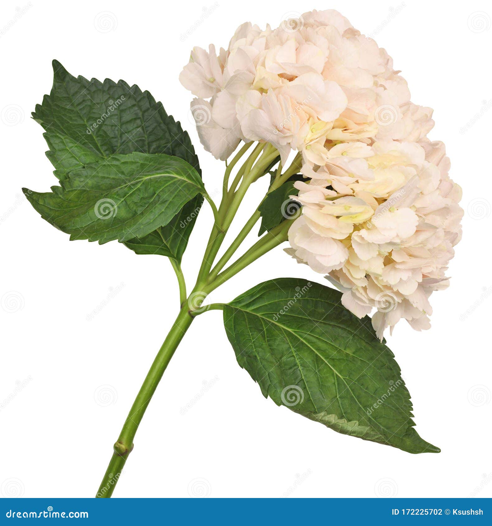 Cream hydrangea flower stock photo. Image of beauty - 172225702