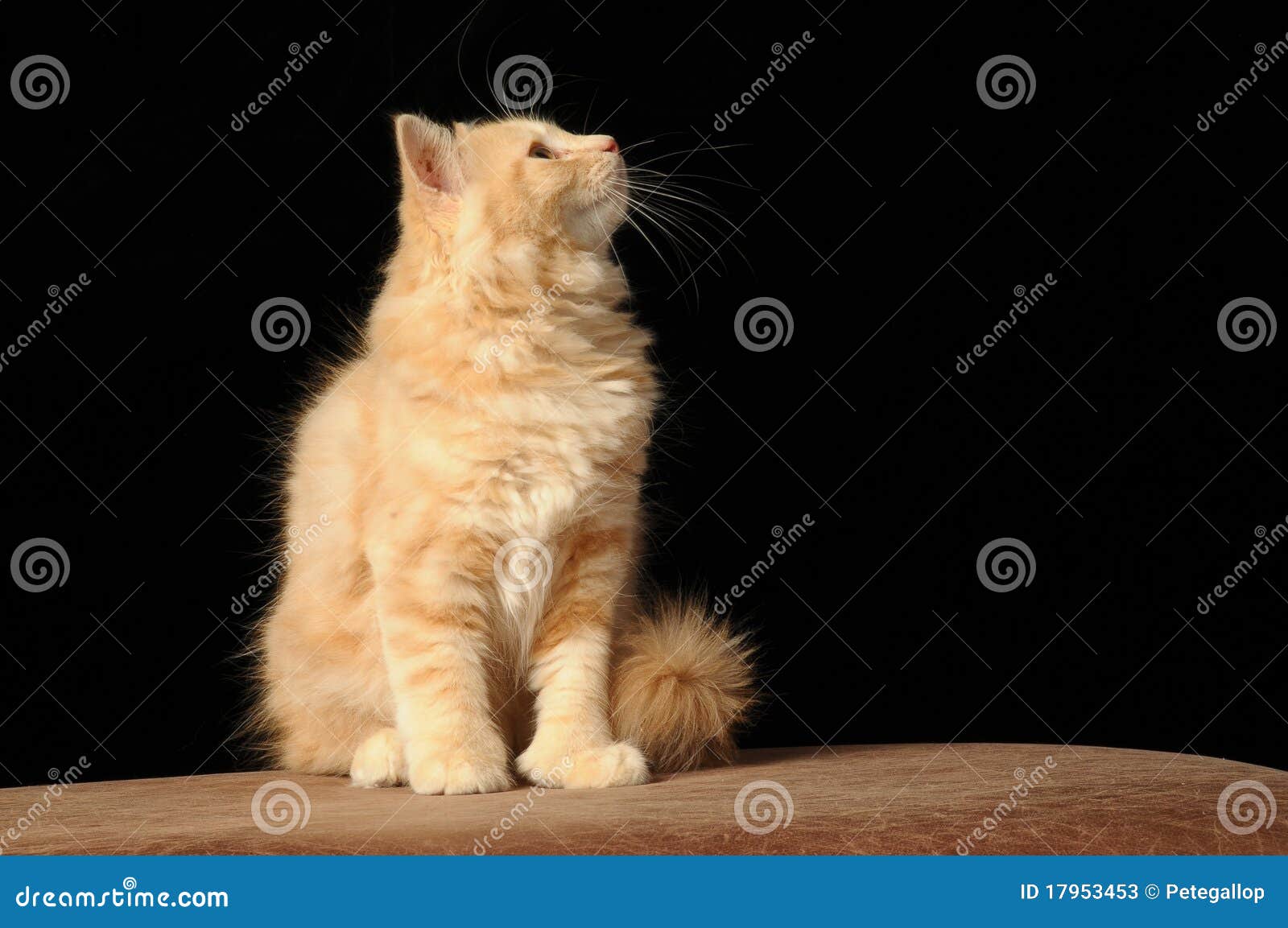 Cream kitten stock image. Image of attentive, kitten - 17953453