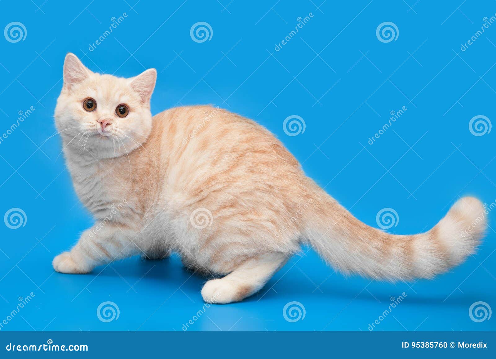 Cream Kitten with a Long Tail on a Blue Background. Stock Photo - Image ...
