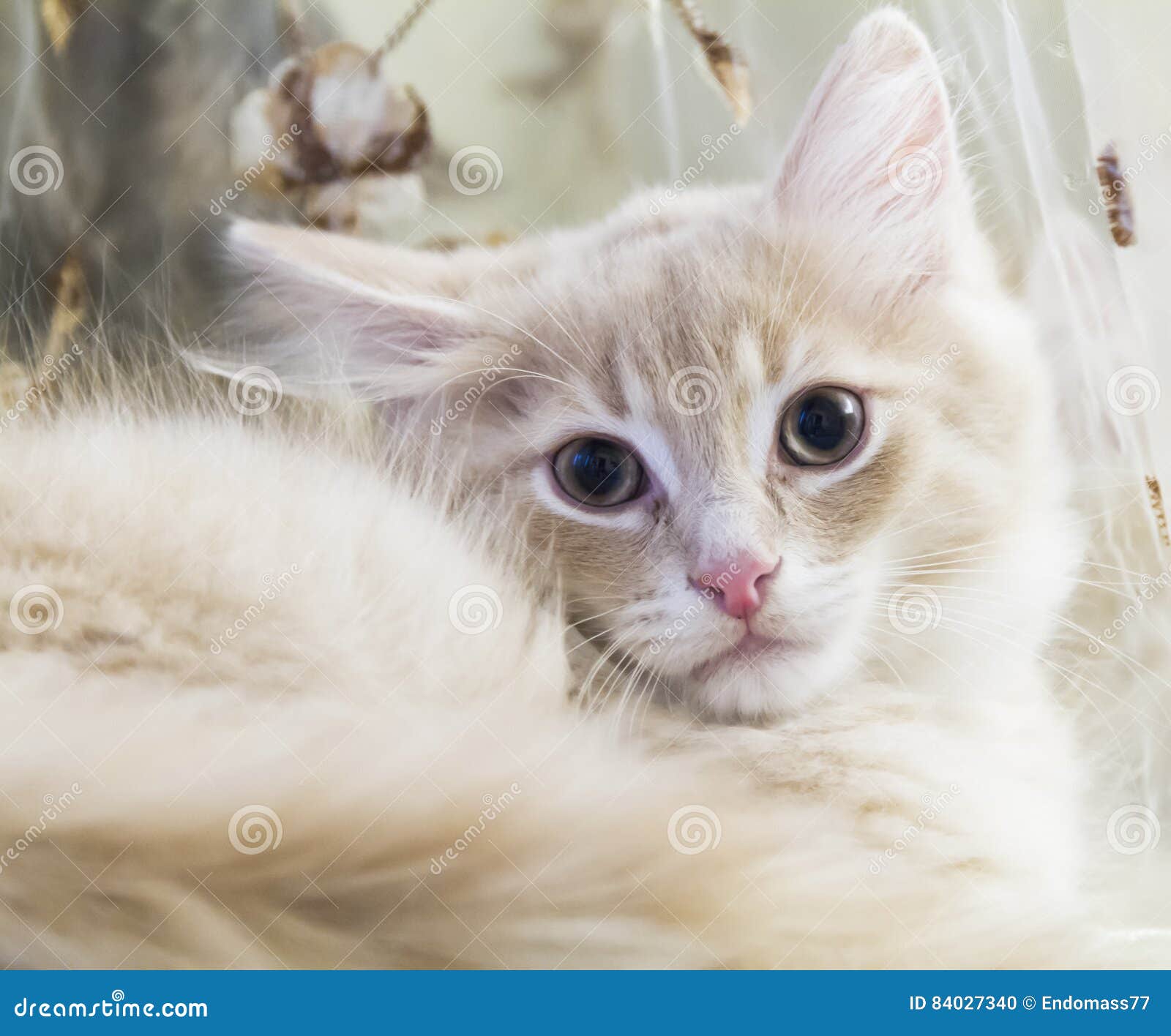 Cream Kitten of Siberian Breed at Two Months Stock Photo - Image of ...