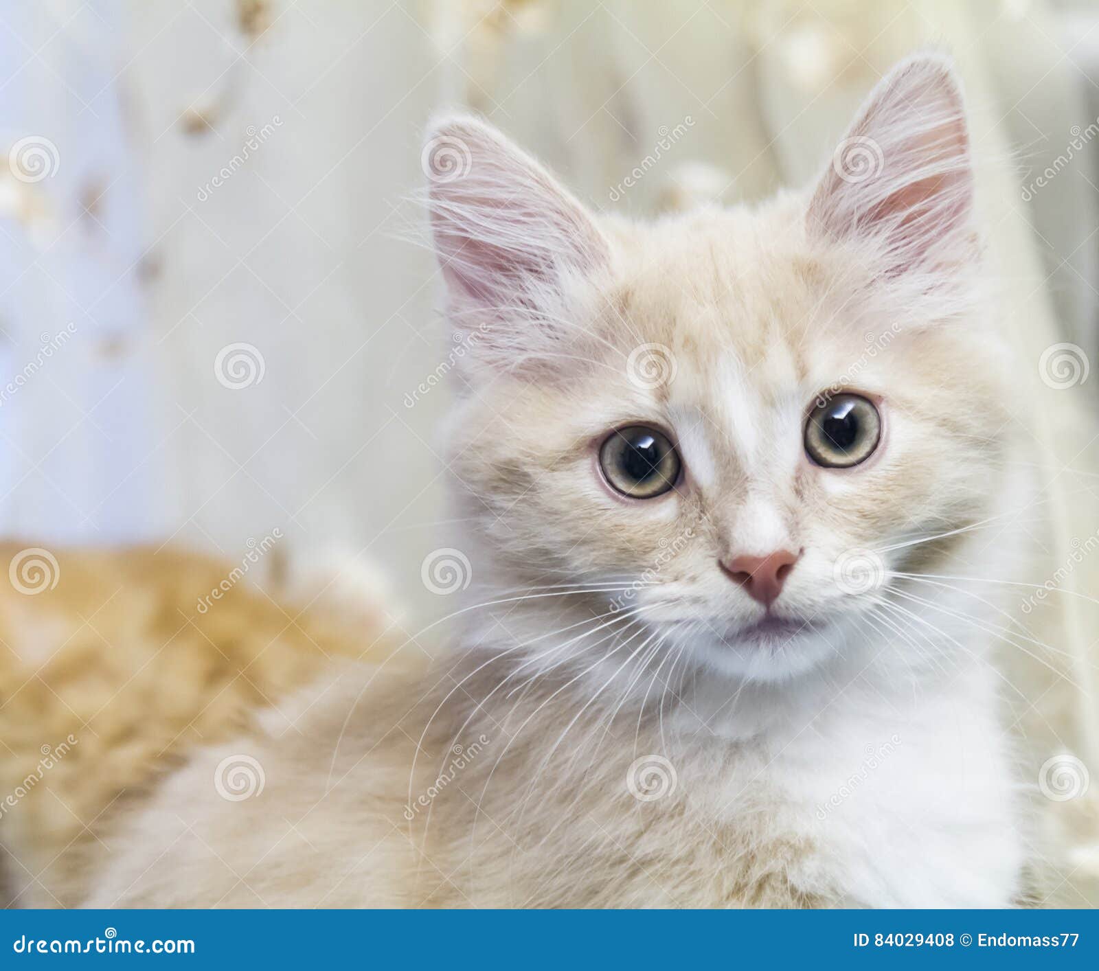Cream Kitten of Siberian Breed at Two Months Stock Photo - Image of ...