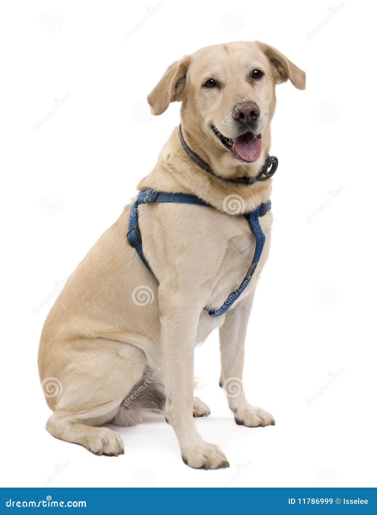 Cream Labrador in Front of White Background Stock Image - Image of ...
