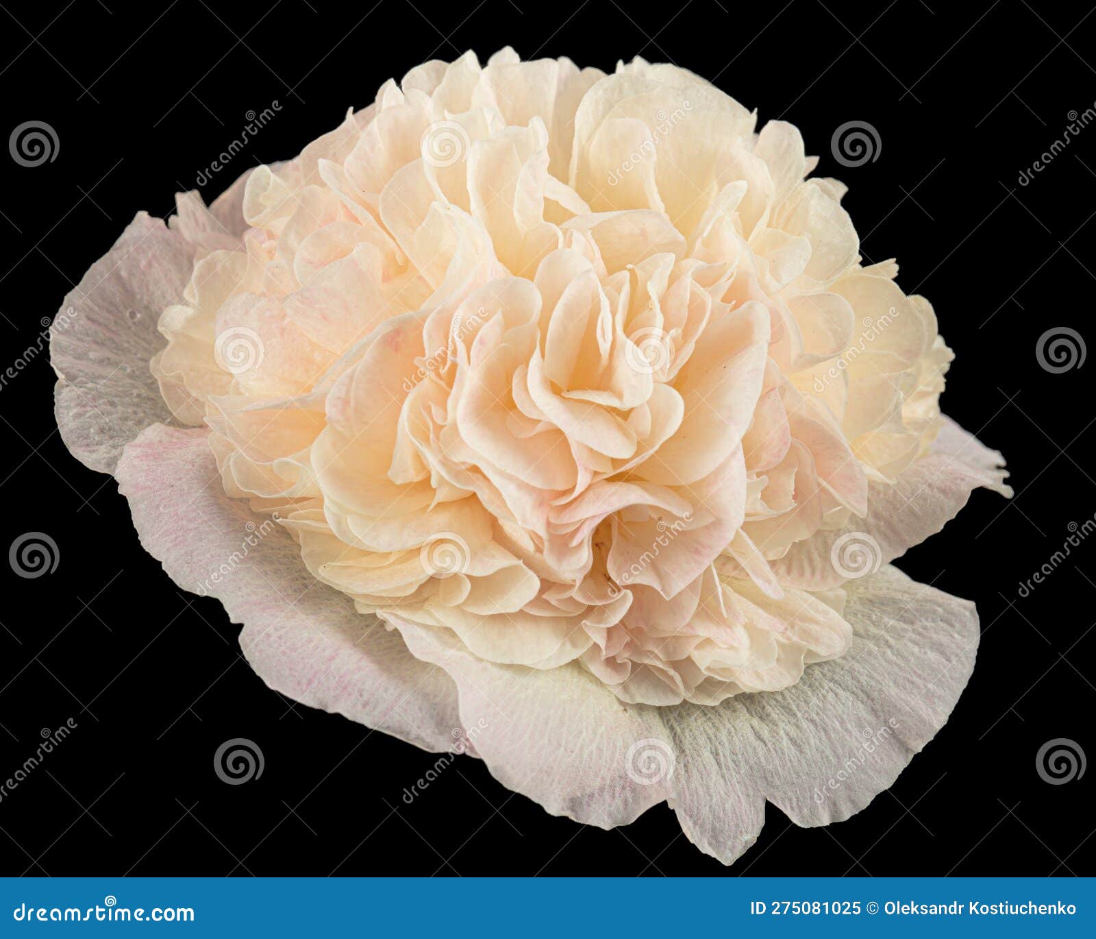 Cream Mallow Flower Isolated on Black Background Stock Image - Image of ...