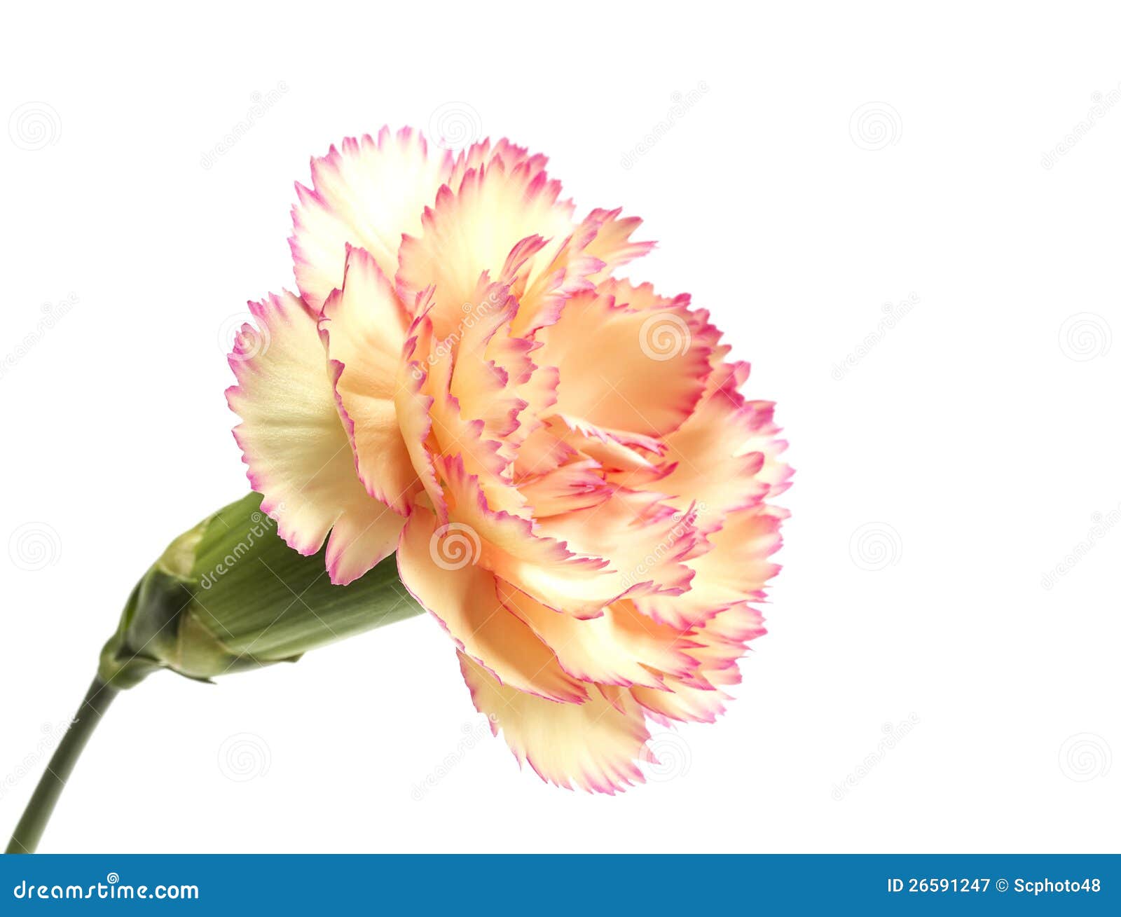 Cream and pink carnation stock image. Image of beauty - 26591247