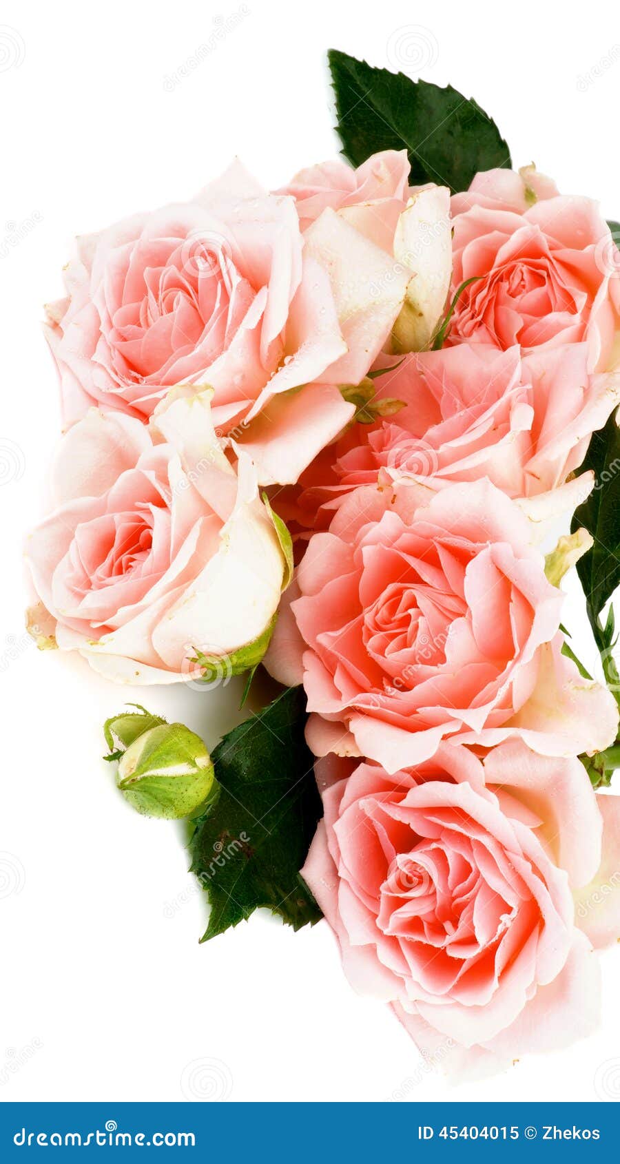 Cream Pink Roses stock image. Image of isolated, elegance - 45404015