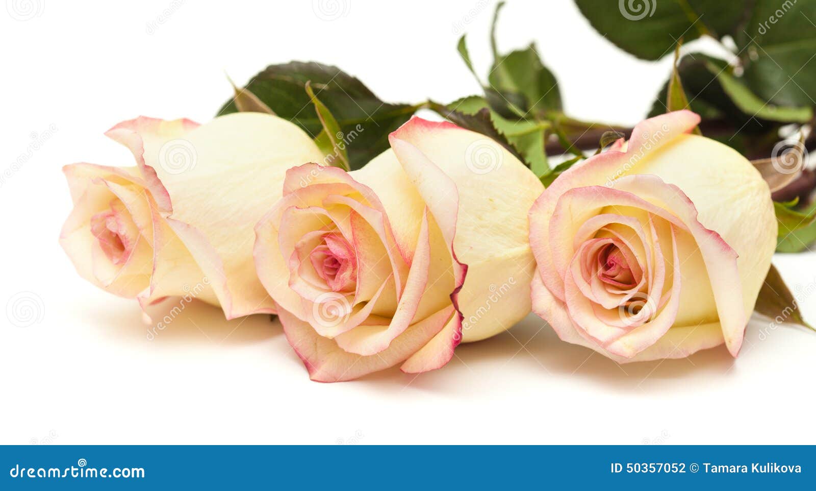 Cream and Pink Variegated Rose Stock Photo - Image of flowering ...
