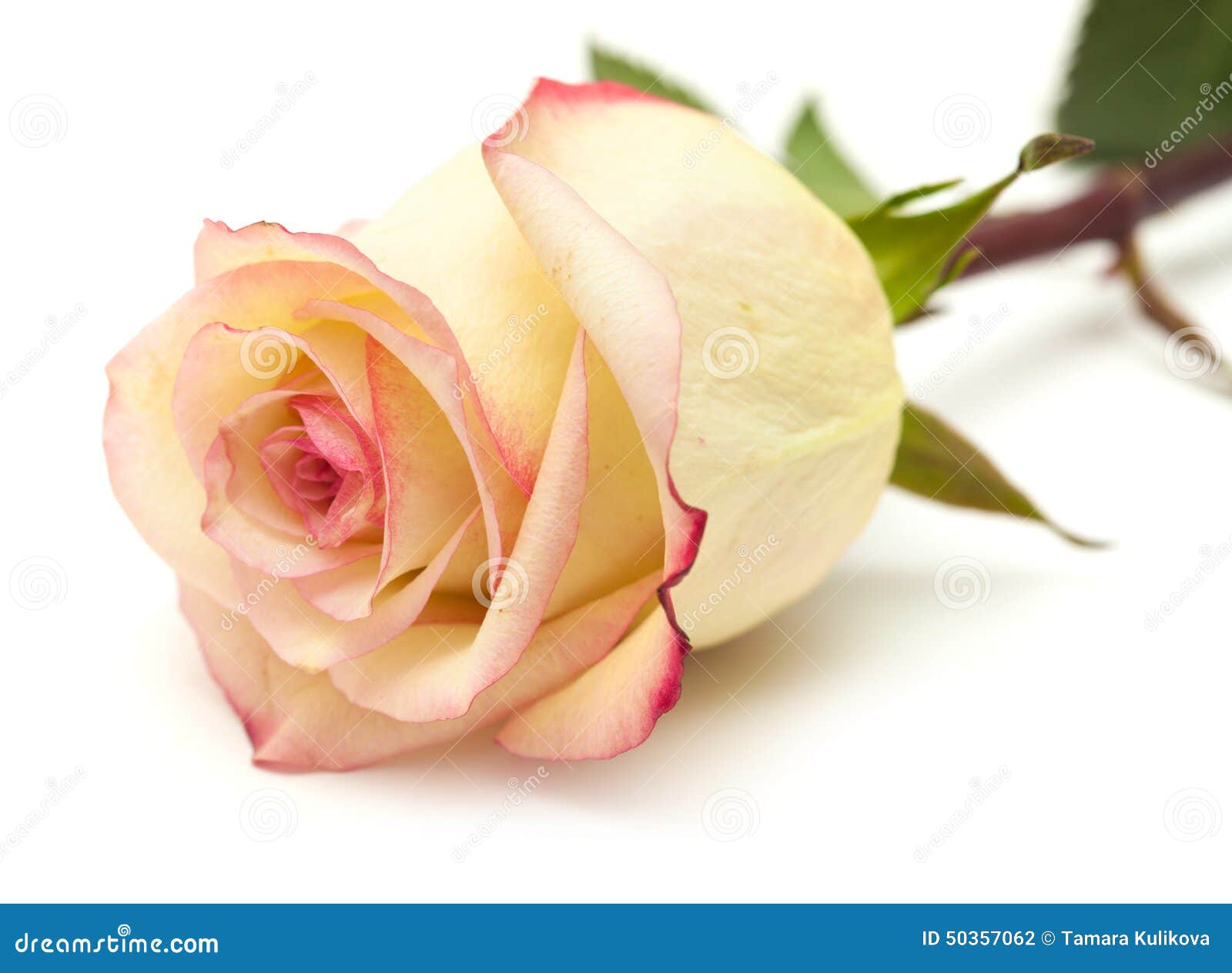 Cream and Pink Variegated Rose Stock Photo - Image of nature ...