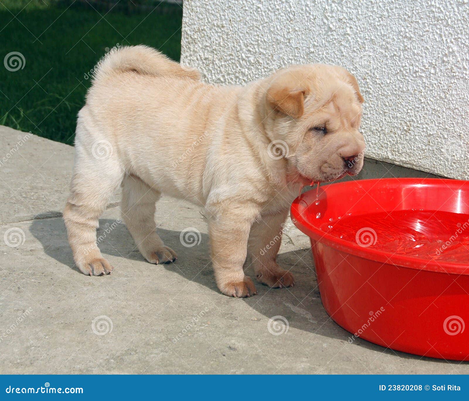 Cream puppy drinks water stock photo. Image of shar, small - 23820208