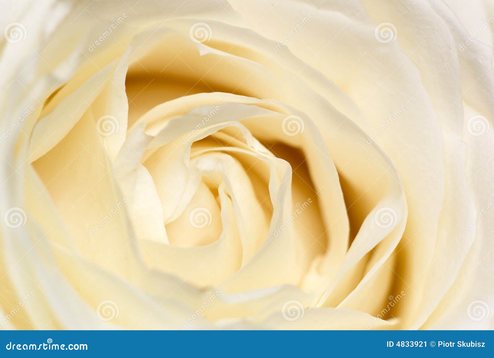 Cream rose. stock image. Image of floral, soft, cream - 4833921