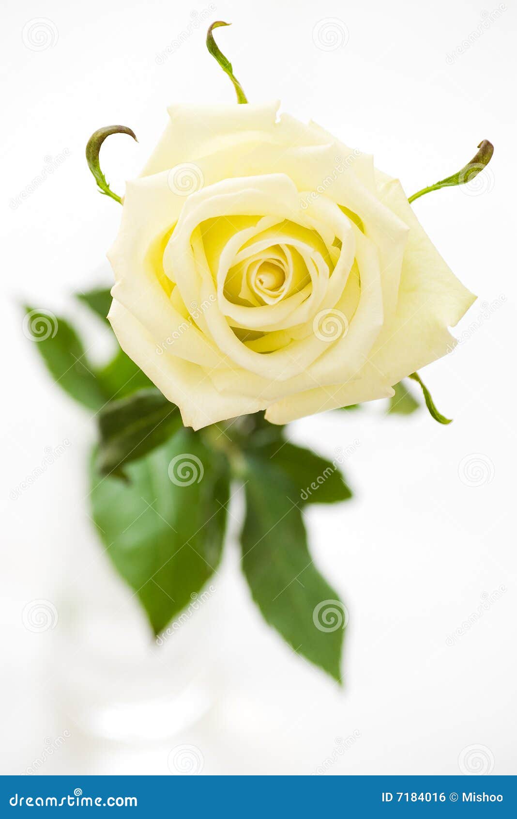 Cream rose stock photo. Image of bright, petals, flower - 7184016