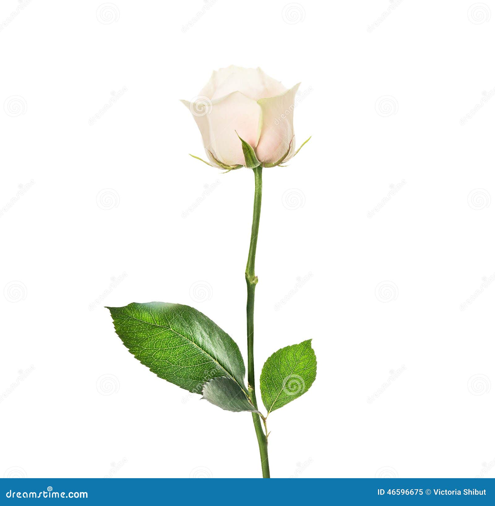 Cream Rose in Bud with Beautiful Leaves, Isolated Stock Image - Image ...