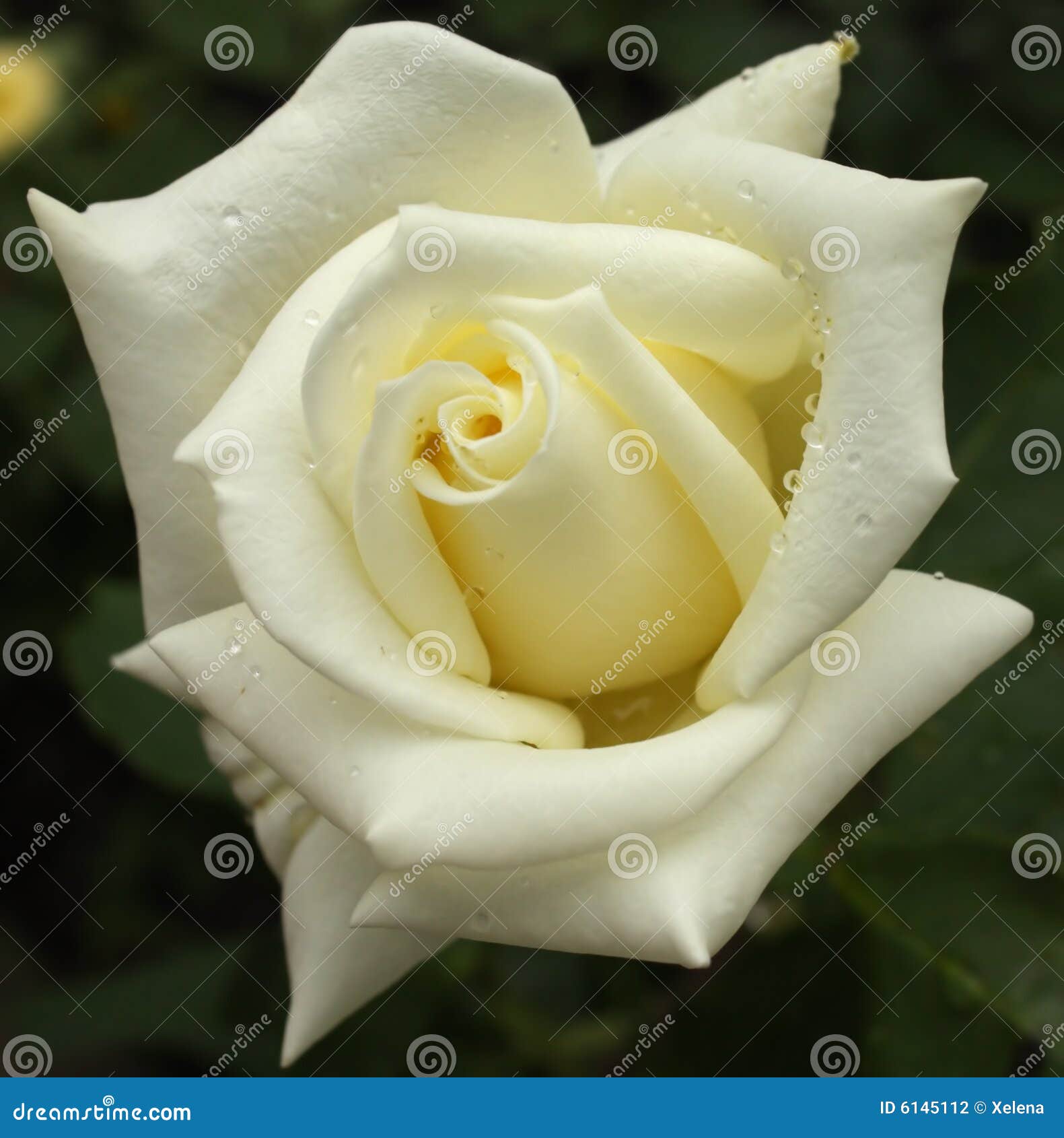 Cream rose - close-up stock photo. Image of summer, rose - 6145112