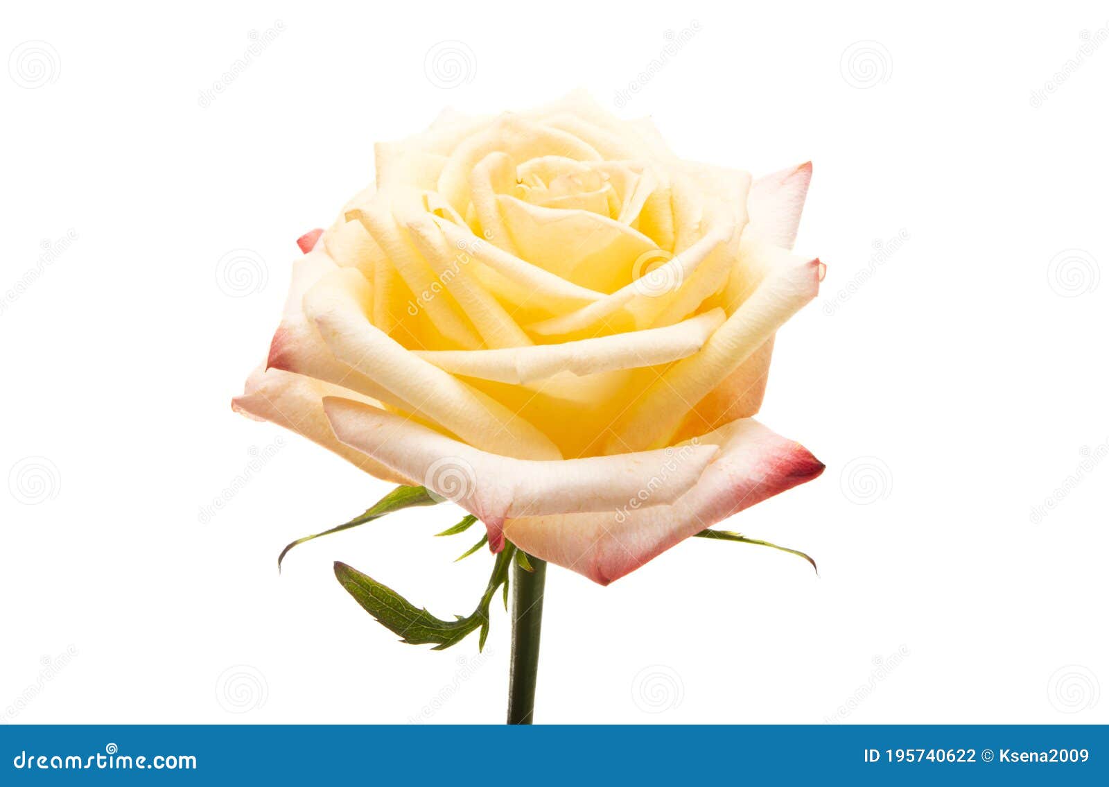 Cream rose isolated stock photo. Image of blossom, spring - 195740622
