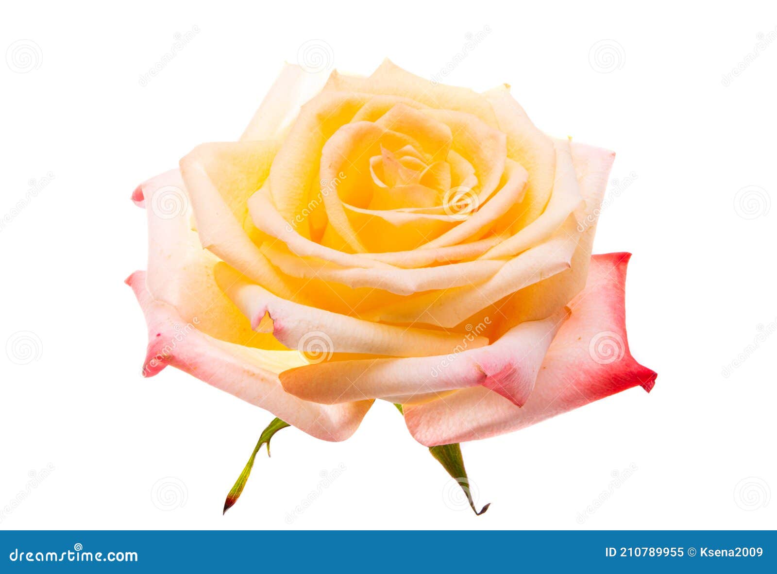 Cream rose isolated stock image. Image of rose, background - 210789955