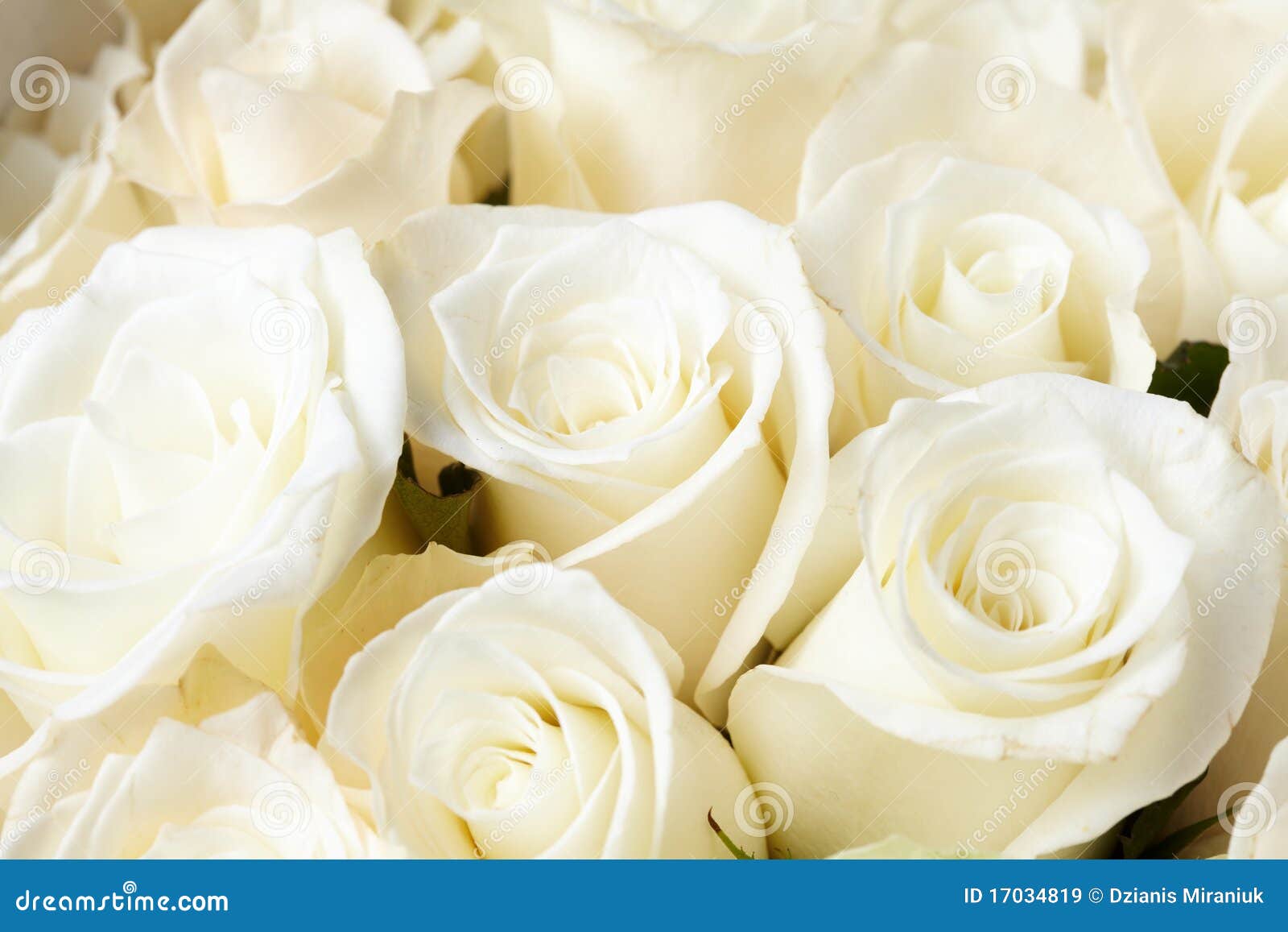 Cream roses stock image. Image of background, gift, flora - 17034819