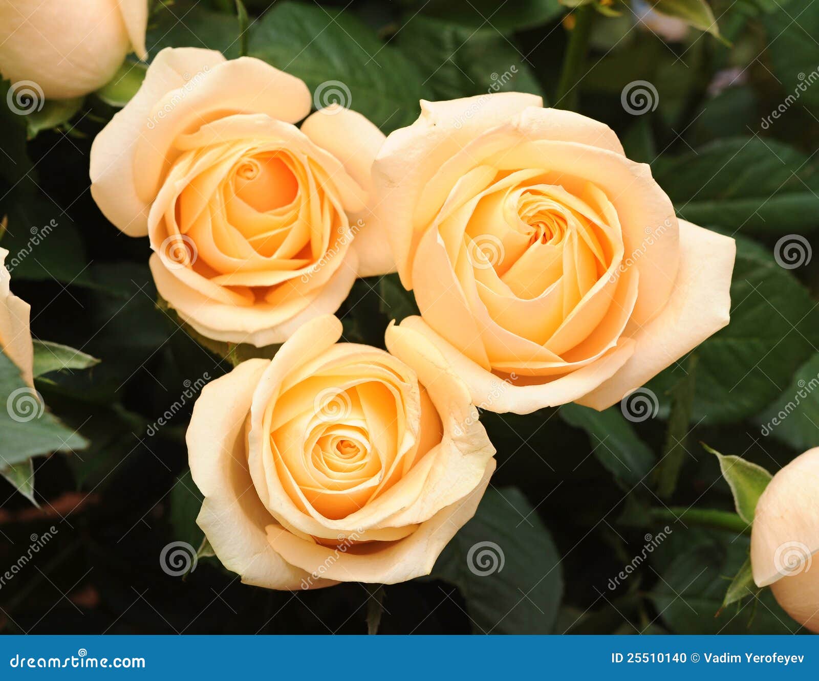 Cream roses stock photo. Image of card, holiday, cream - 25510140