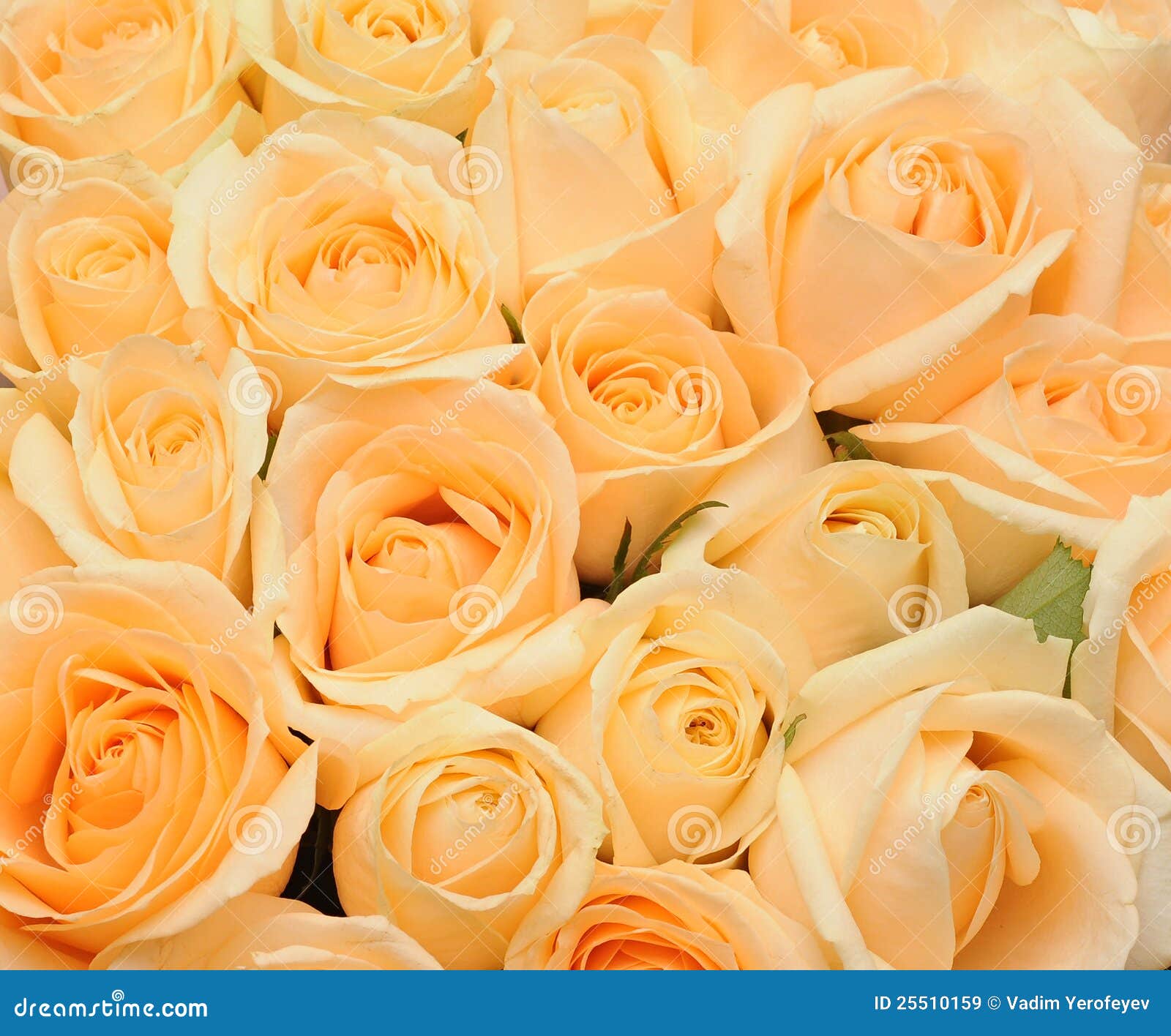 Cream roses background stock image. Image of passion - 25510159