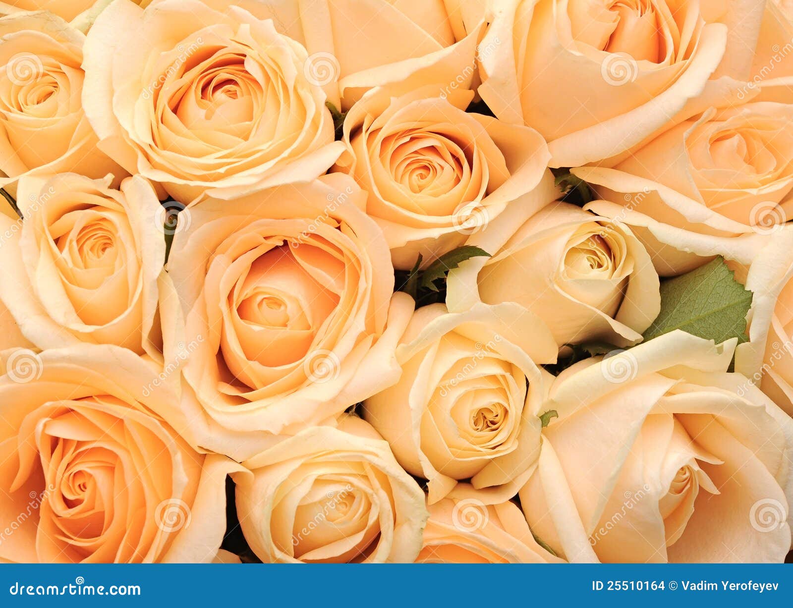 Cream roses background stock photo. Image of bloom, gift - 25510164