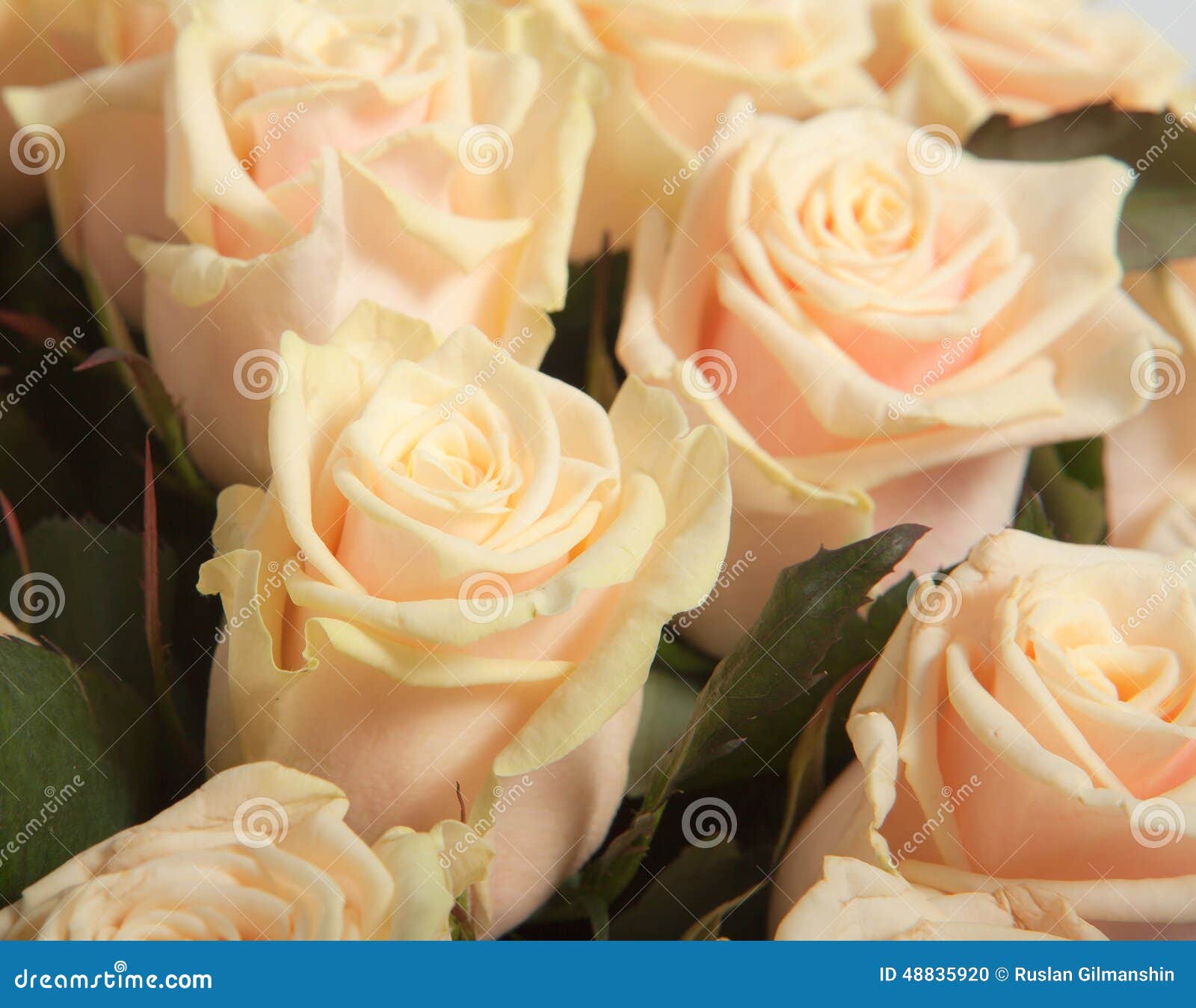Cream roses stock photo. Image of spring, arrangement - 48835920