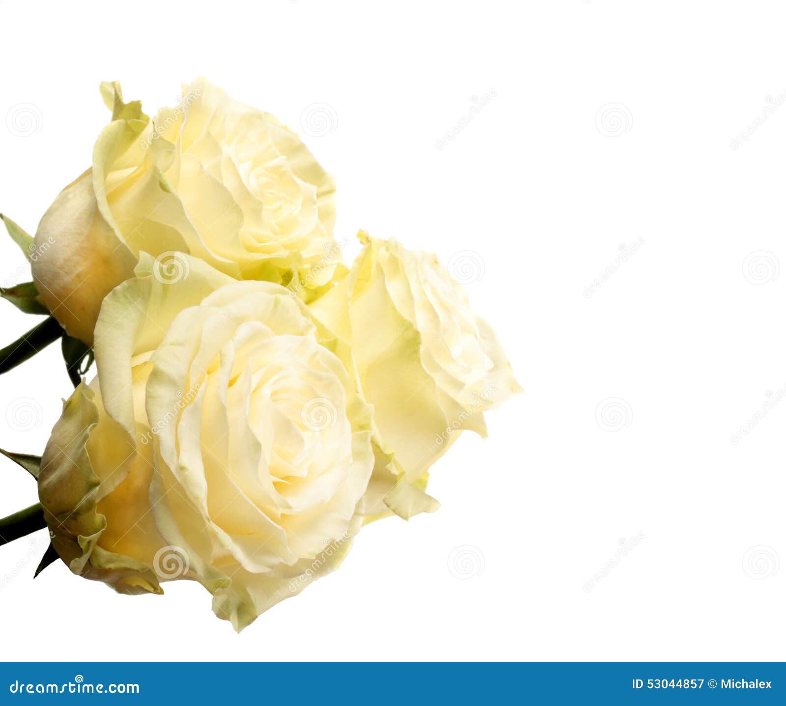 Cream roses stock image. Image of head, background, stem - 53044857