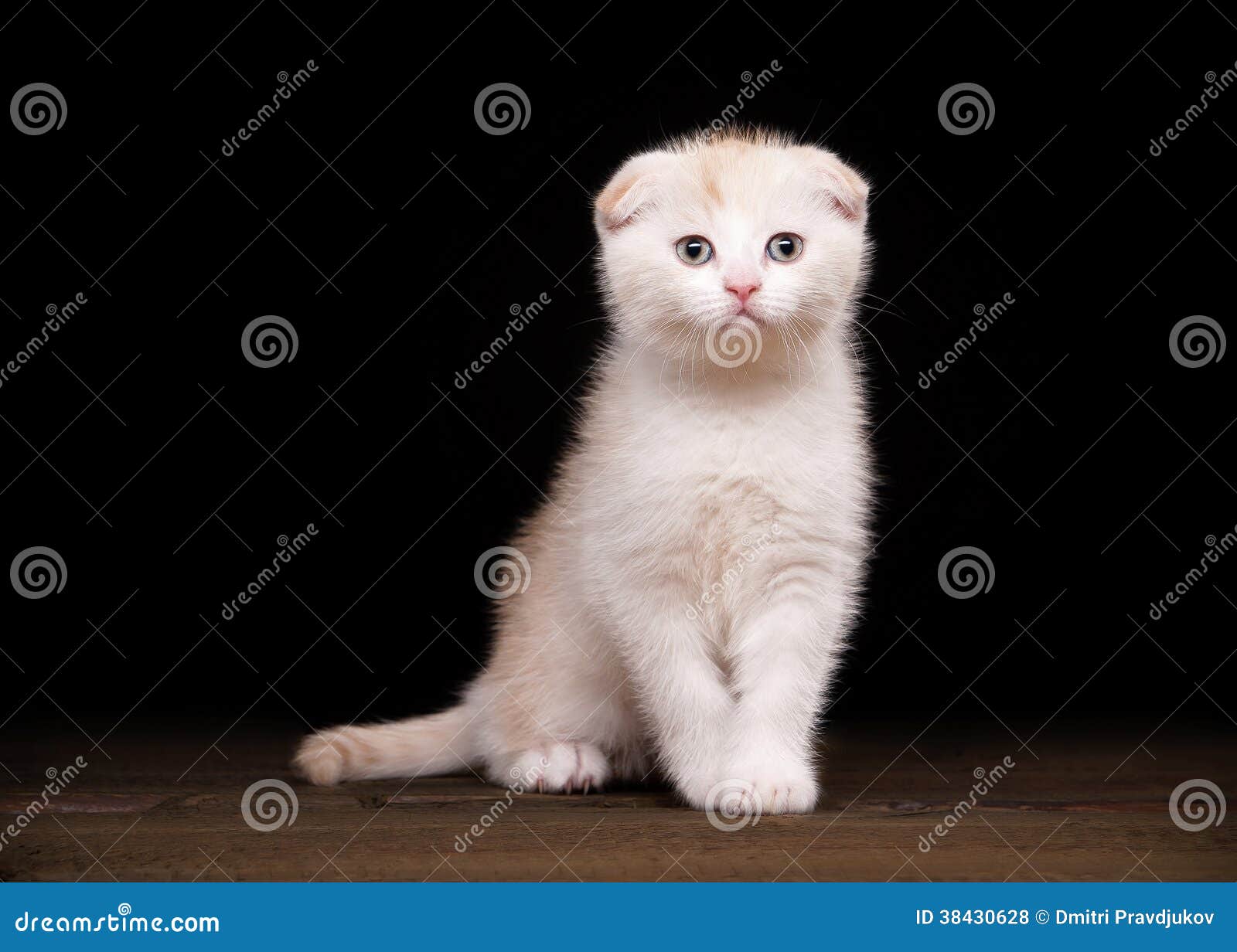 Cream Scottish Fold Kitten on Table with Wooden Texture Stock Photo ...