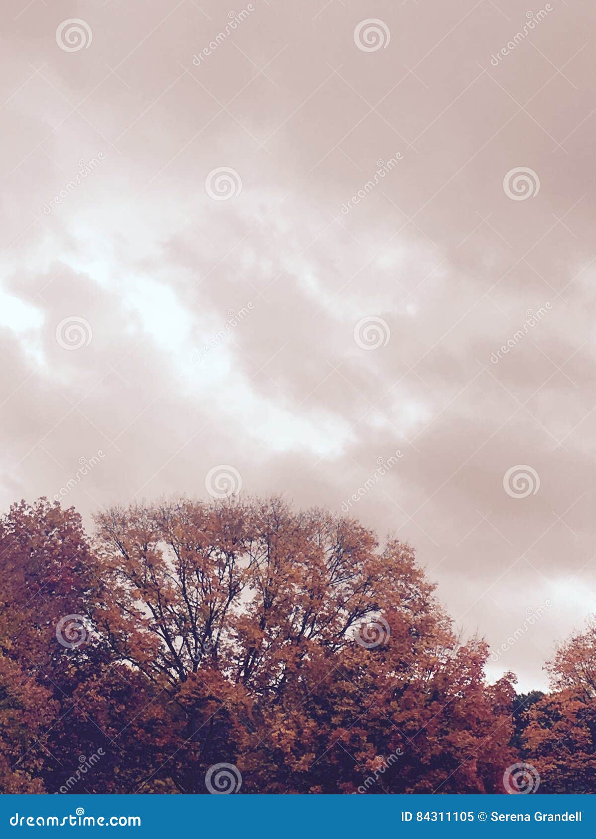 Cream sky stock image. Image of trees, gorgeous, cream - 84311105