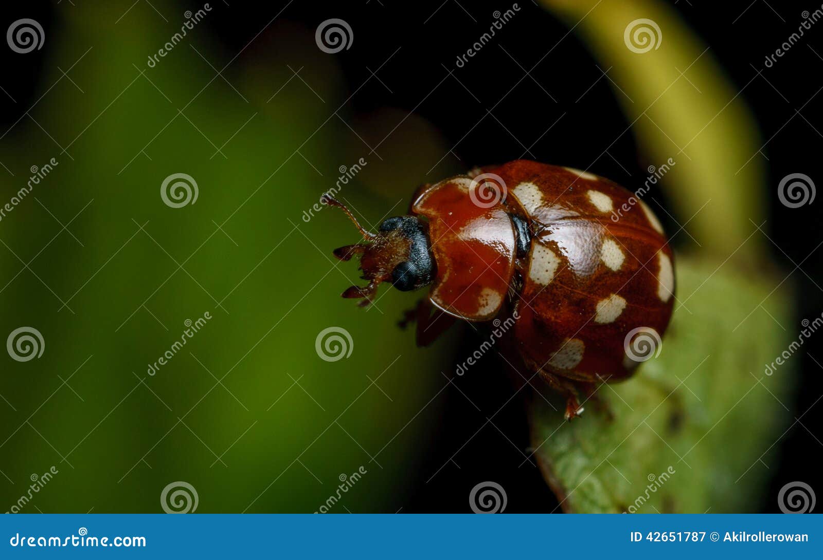 Cream-spot Ladybird (Calvia 14-guttata) Stock Image - Image of close ...