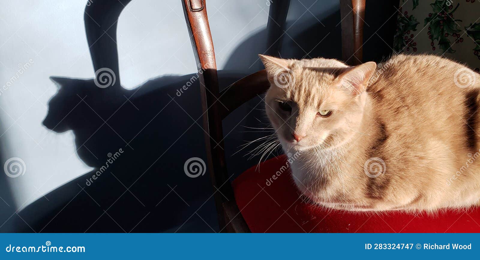 Cream Tabby Cat Sitting on a Red Chair with Its Shadow on a Blue Wall Stock Image - Image of ...
